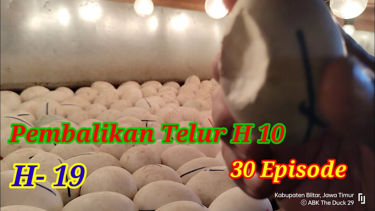 Pembalikan Telur Hari ke 10 #inkubator #peternakan #abk - YouTube