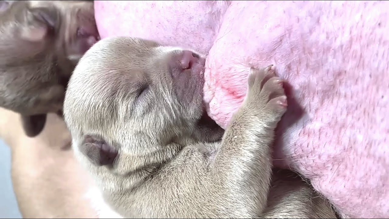 10 minutes of adorable 🥰dog and baby dog videos that will make you ...