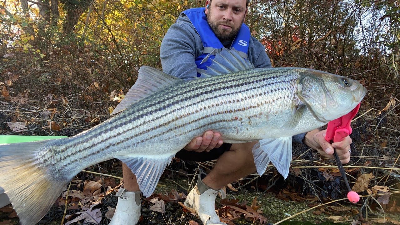 Over-Slot Striped Bass 11/7/24 Fishing Northshore Long Island - YouTube