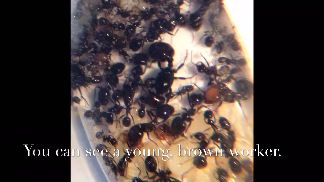 My first ant video! - YouTube