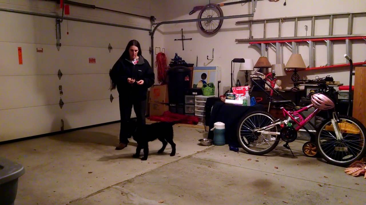 Labradoodle Puppy - 4 Months Old - YouTube