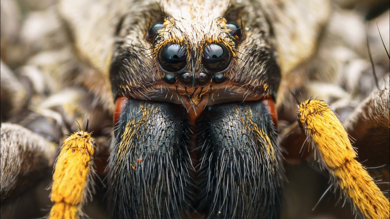 Beautiful wolf spider. Hogna schmitzi feeding and macro pics. - YouTube