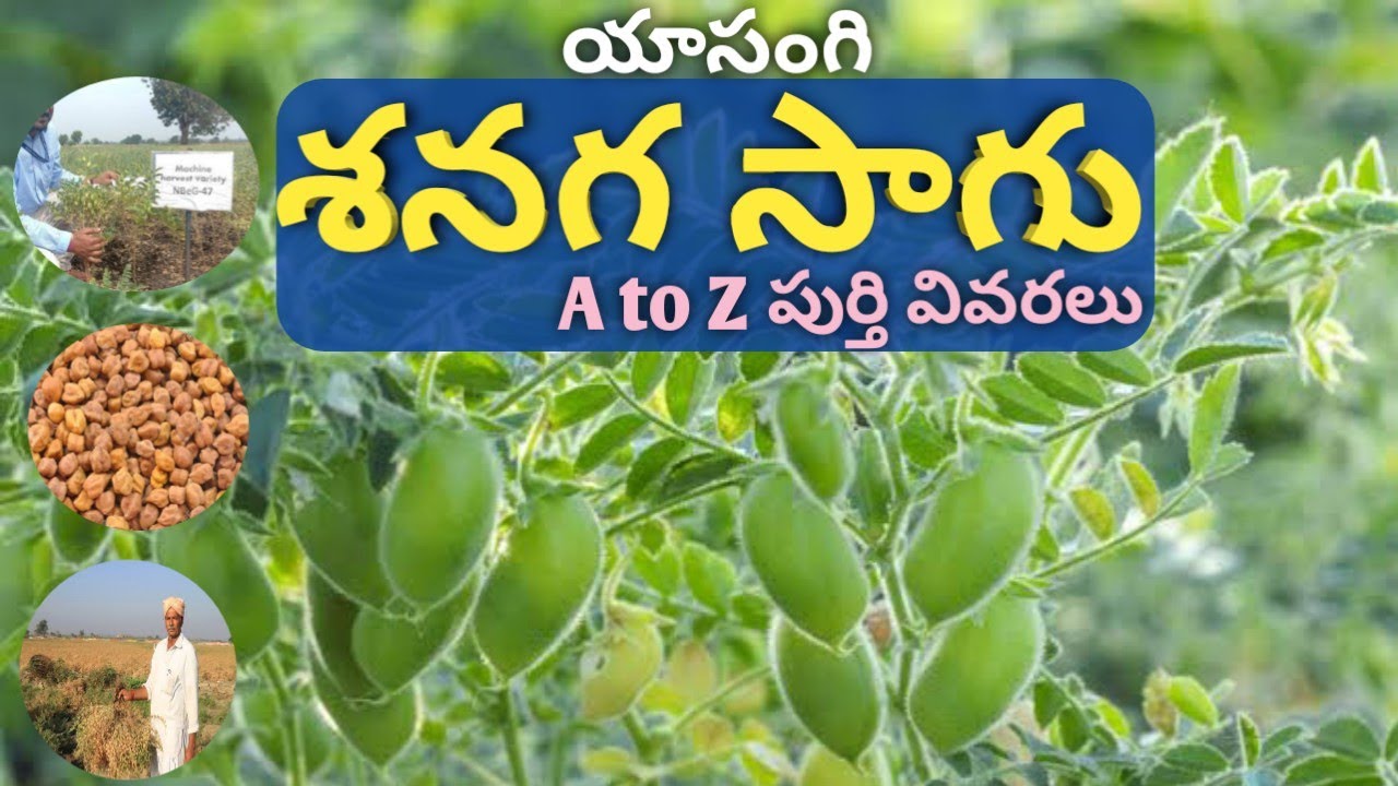 శనగ సాగు లో మెళకువలు | Bengal gram cultivation | senaga sagu # ...