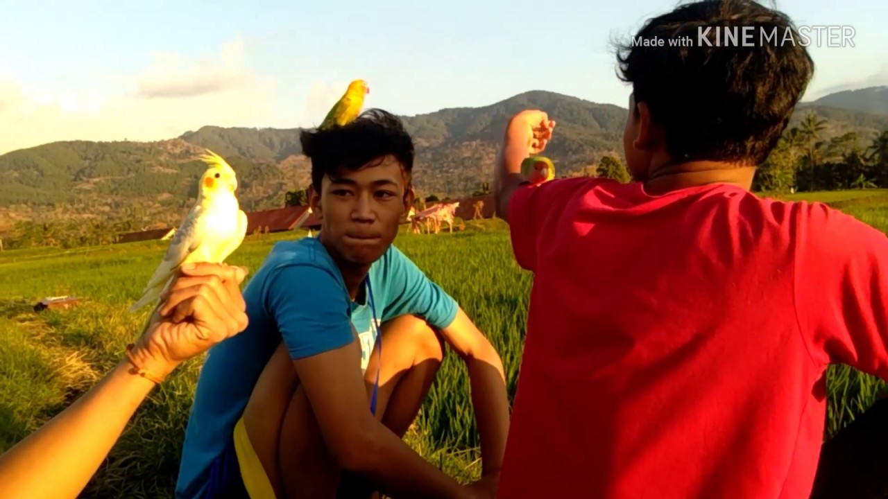 lovebird & falk free fly - YouTube