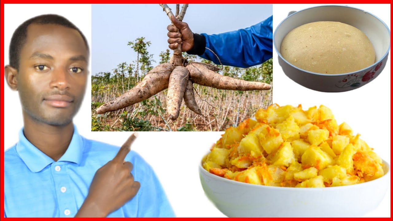 Burya imyumbati ivura indwara iyo iteguwe gutya. Umumaro w'ubugari ...