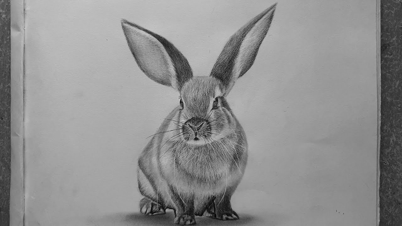 How to Draw a Realistic Rabbit | Realistic Rabbit Sketch Tutorial for ...