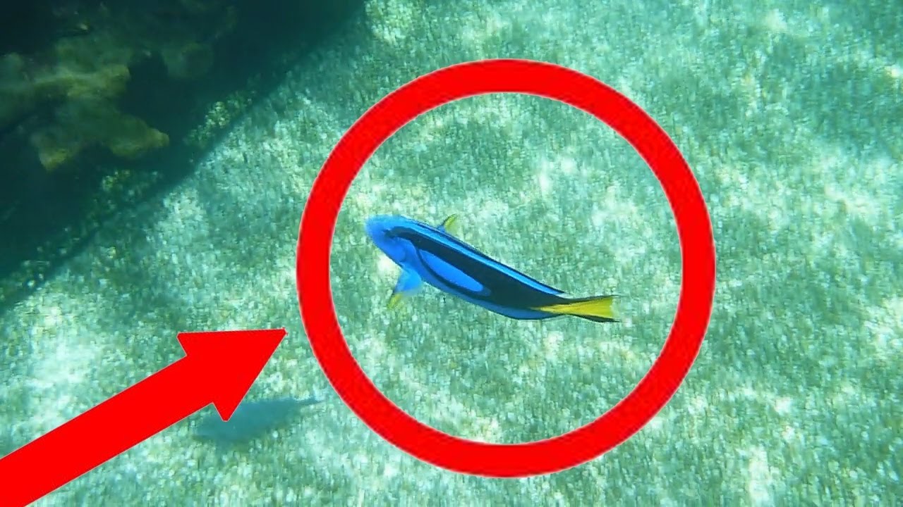 Finding Dory - YouTube