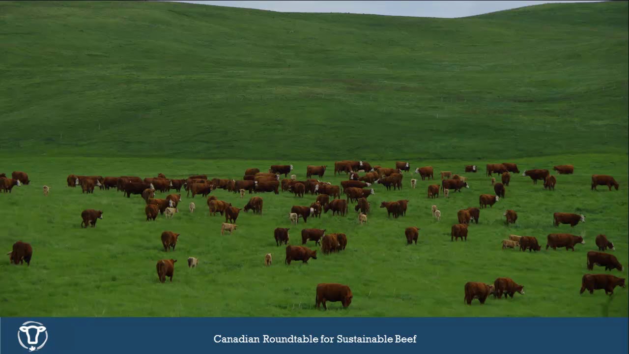 Anne Wasko - Canada - Sustainable Beef in Action: Regional Impacts ...