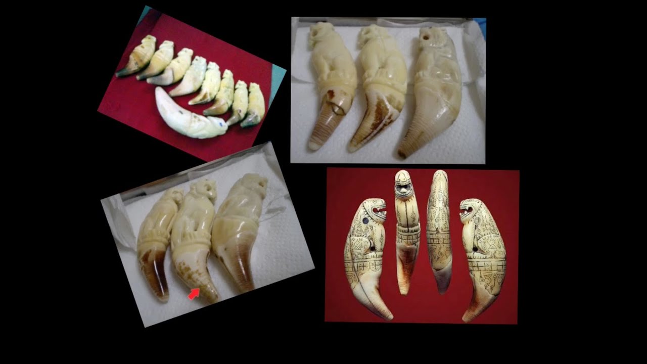 The Difference between Tiger Teeth and Bears Teeth in amulets - YouTube