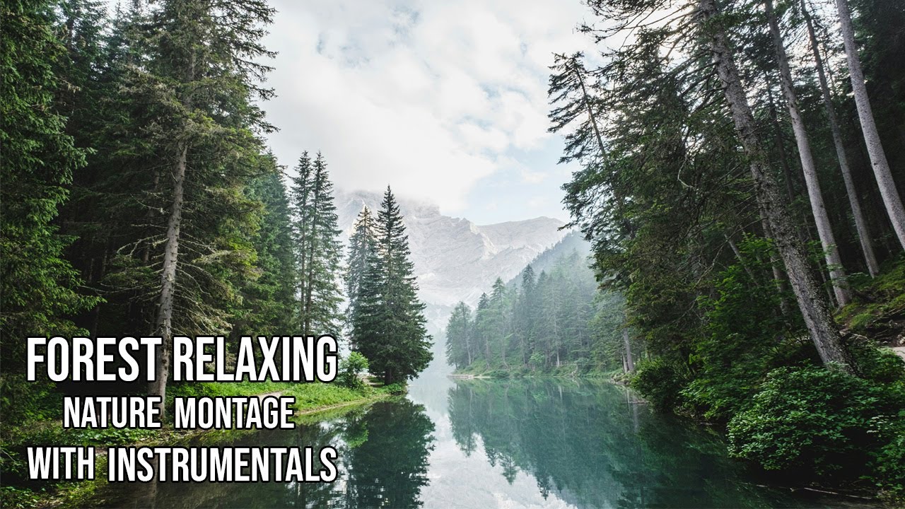 Forest Relaxing Nature Montage With Instrumentals | 3 Hours - YouTube