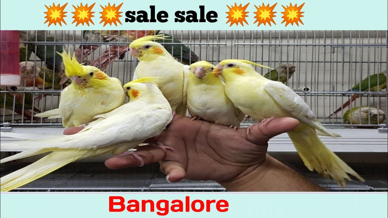 Cocktail 🦜bird for sale low price Bangalore - YouTube