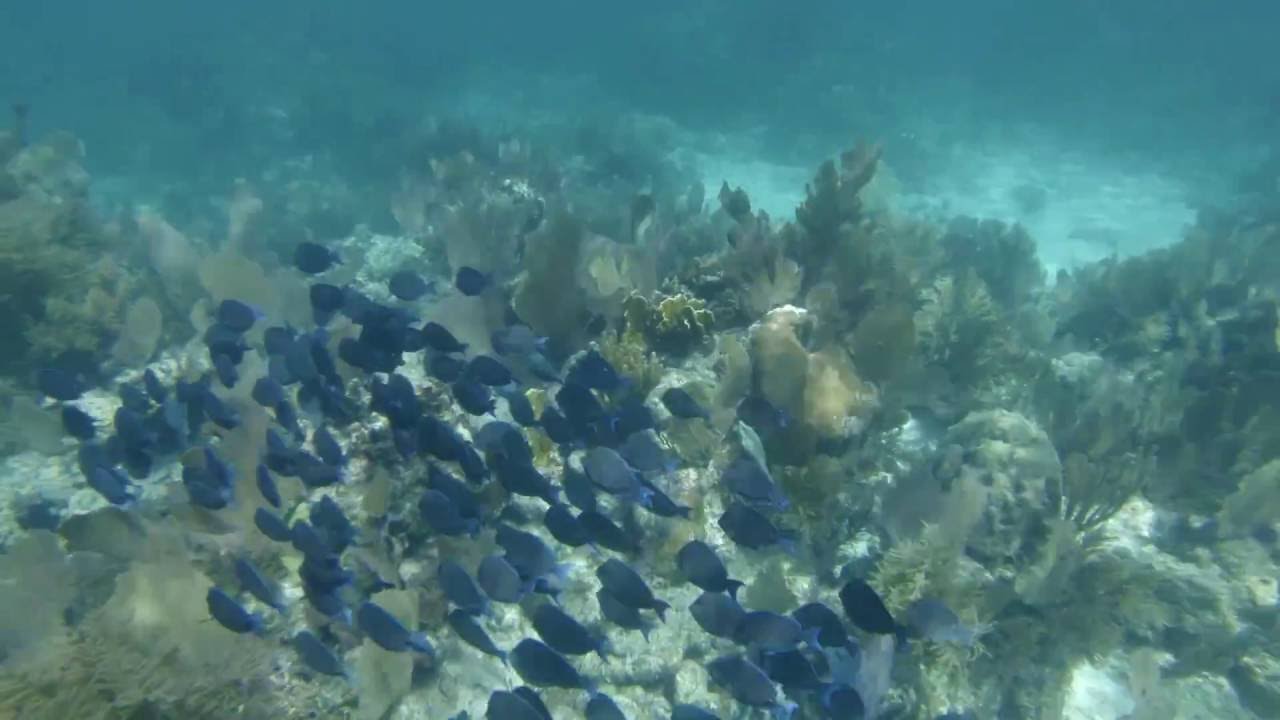 Swarming School of Blue Tang Fish - YouTube