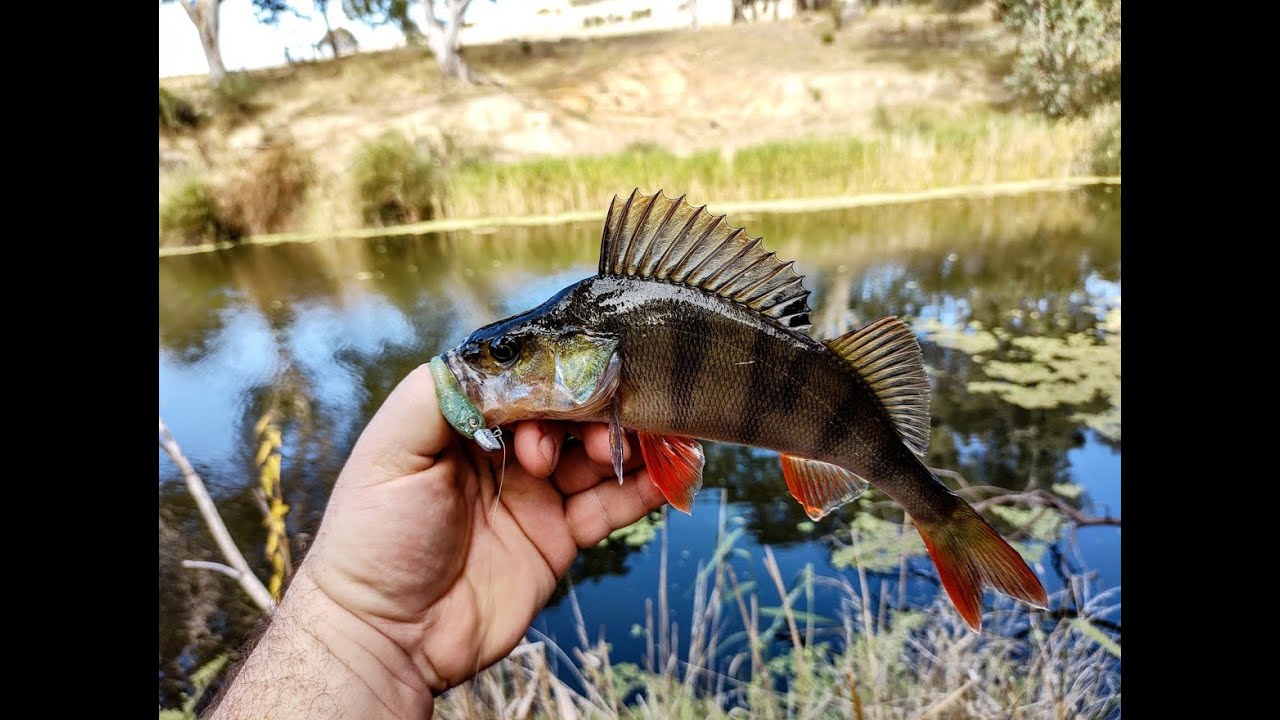 Fishing the Barwon River for Redfin (BFS Australia) - YouTube