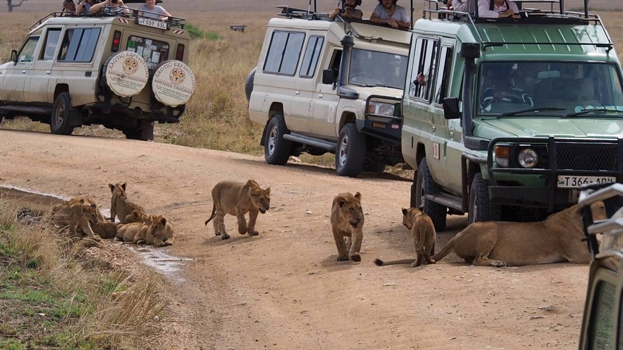 Lion Cubs' Field Trip - YouTube