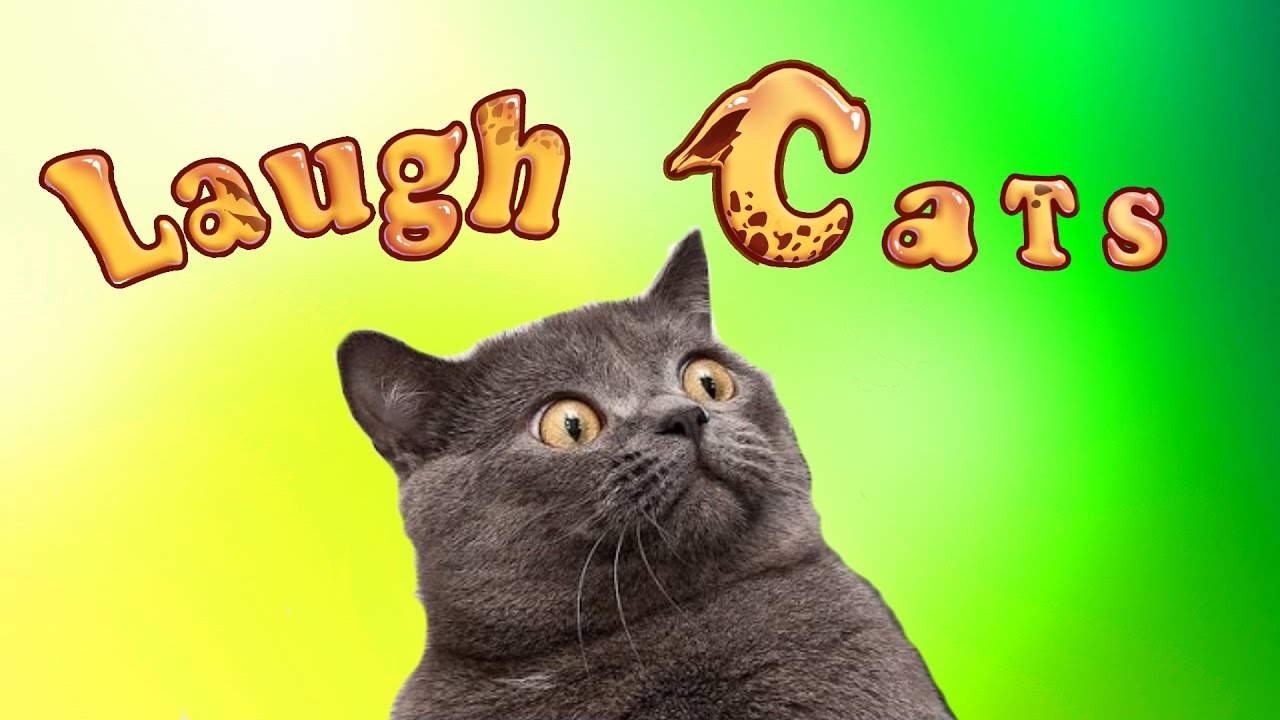 Cute Cats Cheer Us Up - YouTube