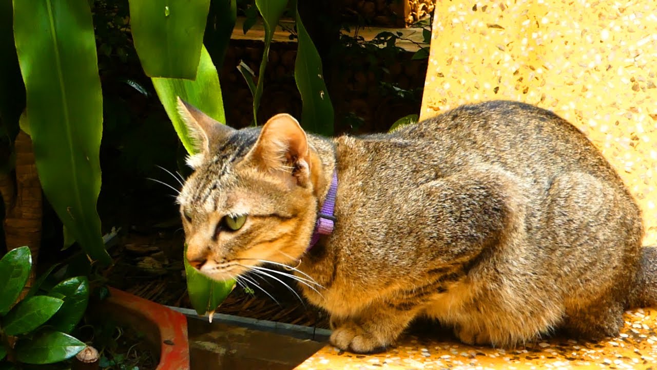 Beloved beautiful cat in pagoda siting after food - YouTube