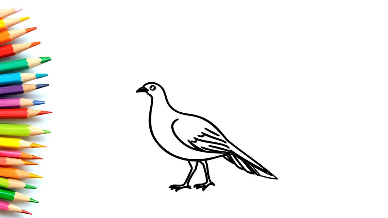 How to draw a Pheasant - Perfect for all ages - YouTube