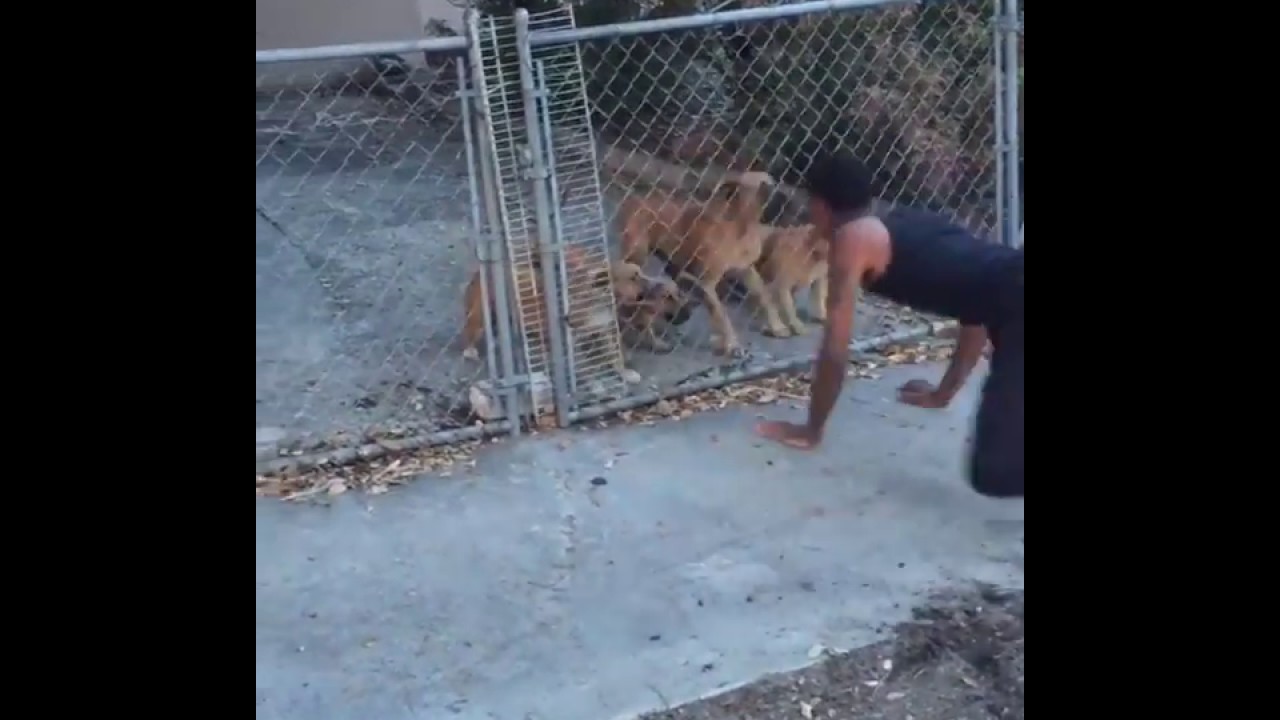 Boonk Ganag - GUY BARKING AT DOGS - YouTube