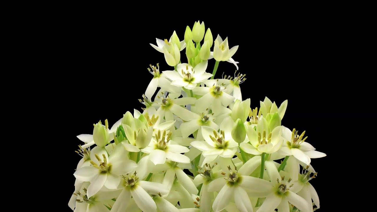 Do flowers dance?... Watch until the end, so beautiful... - YouTube