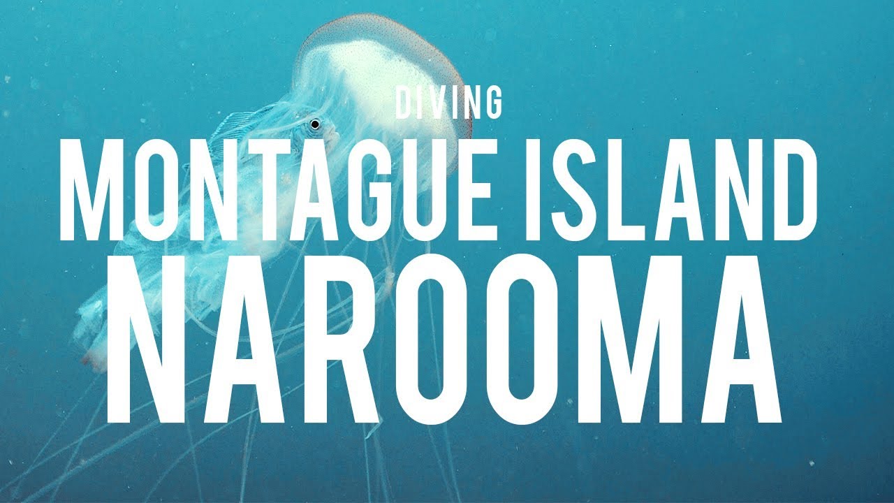 Diving Narooma Seals - YouTube