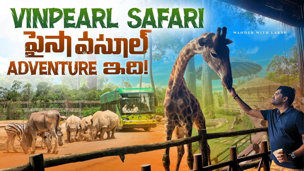 Vinpearl Safari Phu Quoc | Vinpearl Wildlife Safari | Giraffe feeding ...