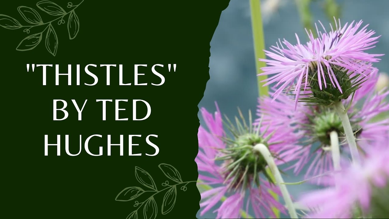 The Poem Thistles by Ted Hughes | Summary, Explanation, Themes, Literary Devices, Structure ...