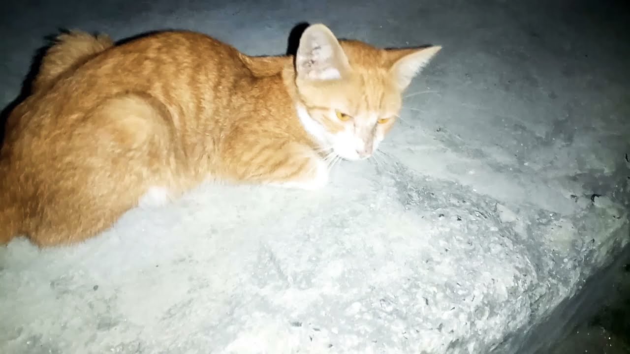 sick,weak and cute cat waite for me at the way everyday/stray cats ...