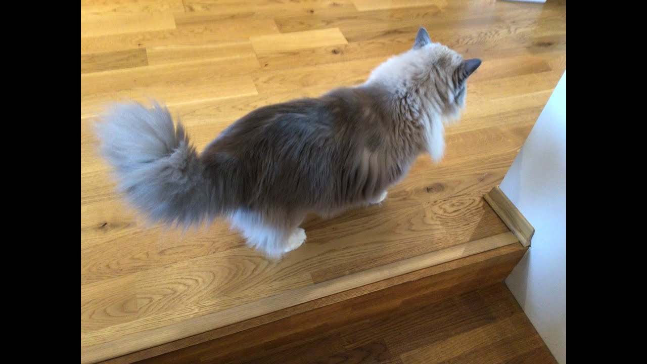 is-your-cat-kinda-dumb-youtube