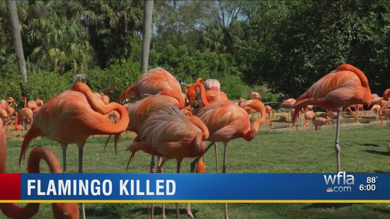 Pinky the flamingo dead after attack - YouTube