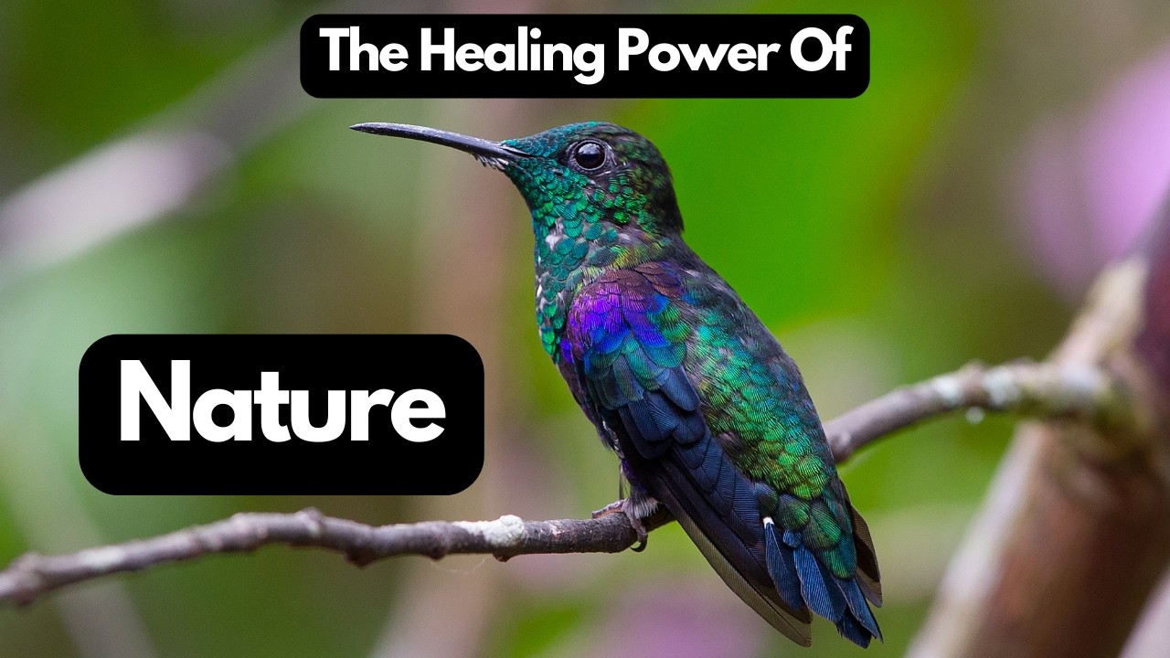 Calming Birds Sounds | Relaxing Music + Bird Sounds for Stress Relief ...