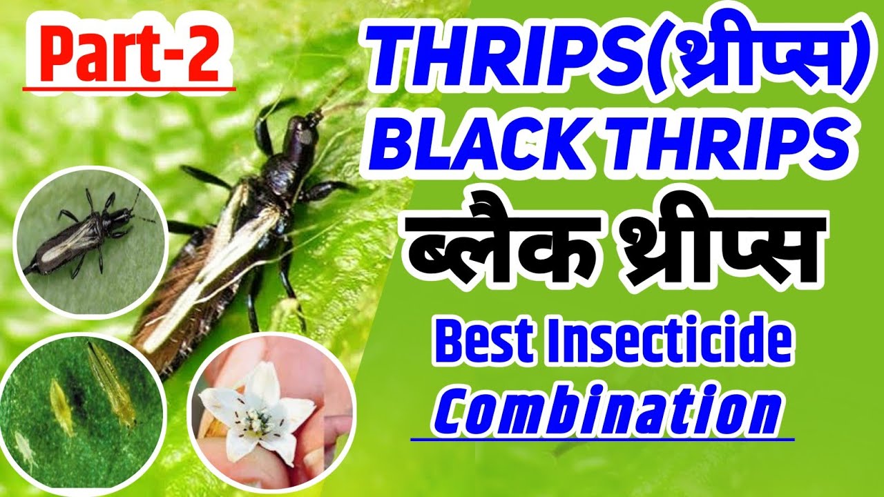 Thrips control insecticide | Black thrips control insecticide | best ...
