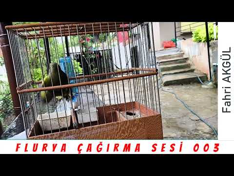 Flurya Çağırma Sesi 003