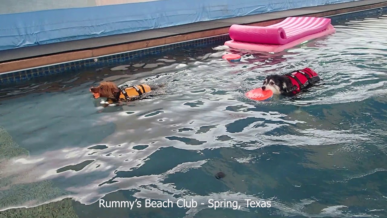 11 yo Miniature Australian Shepherd Reilly has found a fabulous ...