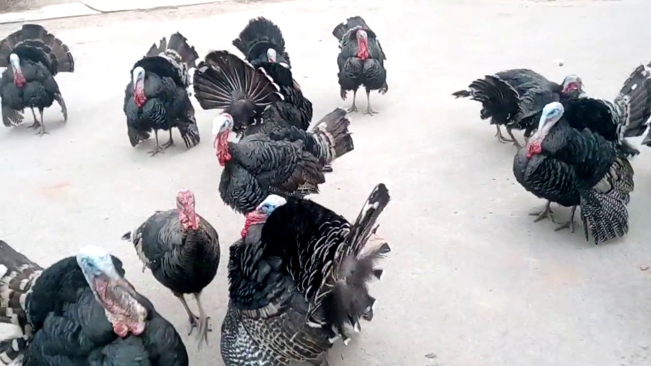 Turkey birds fight each other - YouTube
