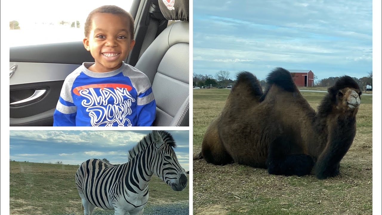 Adventures at Tennessee Safari Park/ Live Animals/ Walk and Drive ...