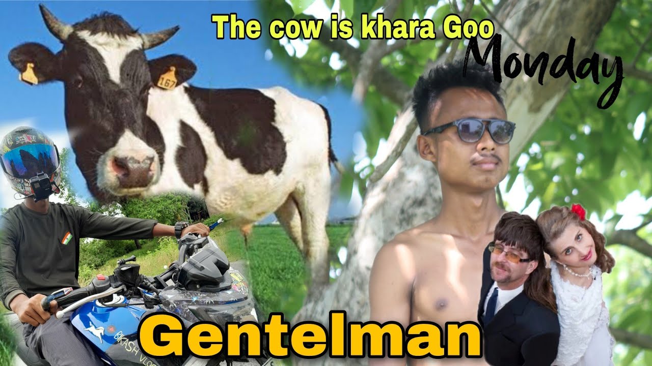 Gentelman || The cow is khara goo.. || #GAoliya - YouTube