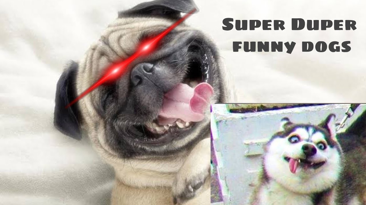 Super Duper Funny Dog Videos | FunTV - YouTube