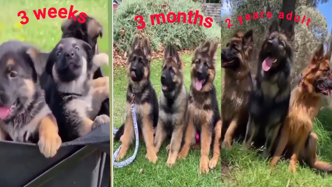 German shepherd puppy transformation 3weeks to 2 years puppy # puppy ...