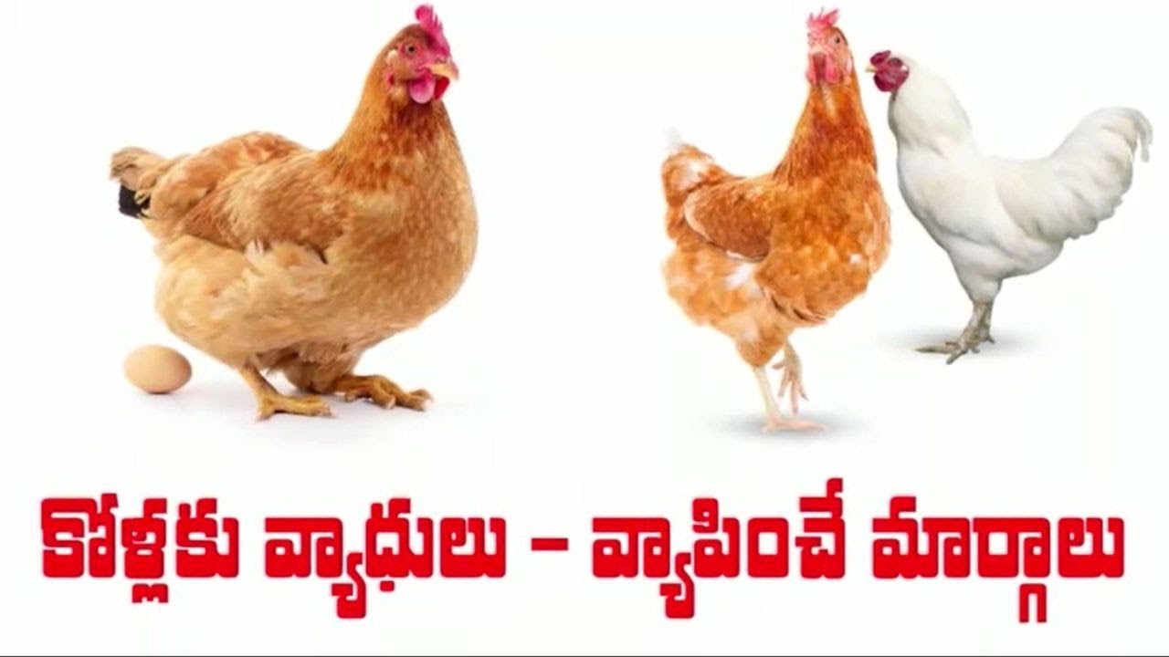 MSR Farms, KPHB Colony - Poultry Farms in Hyderabad - YouTube