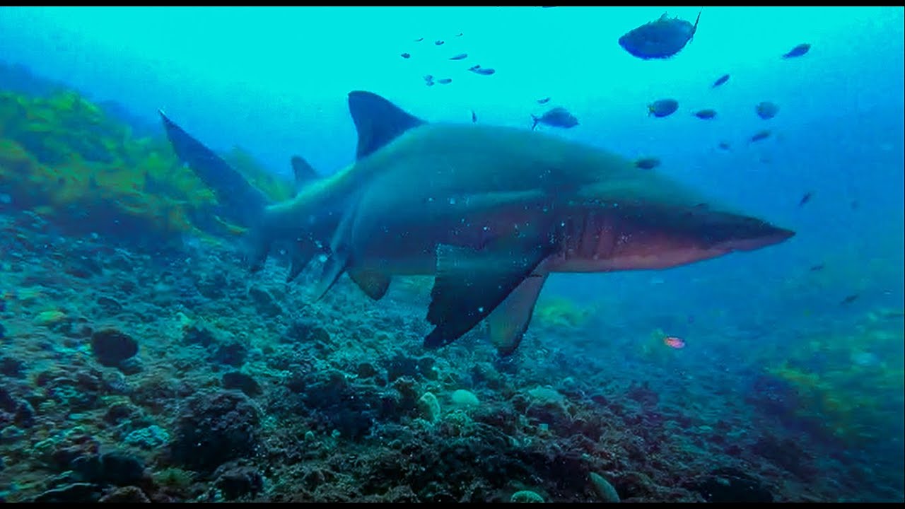 Scuba dive at Shark Cave Rottnest Island Blue Destiny swimming with ...