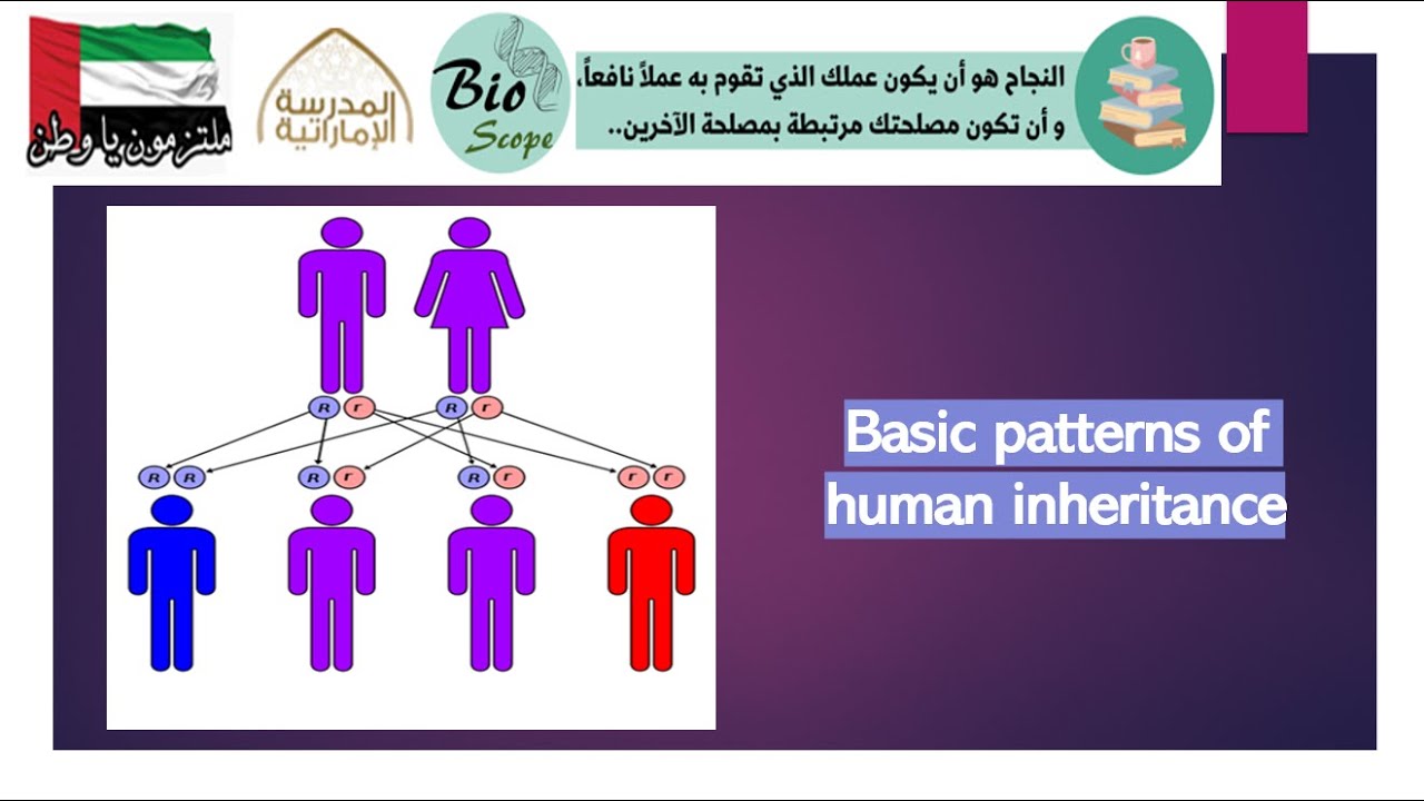 Basic Patterns of Human Inheritance - Part 2 - YouTube