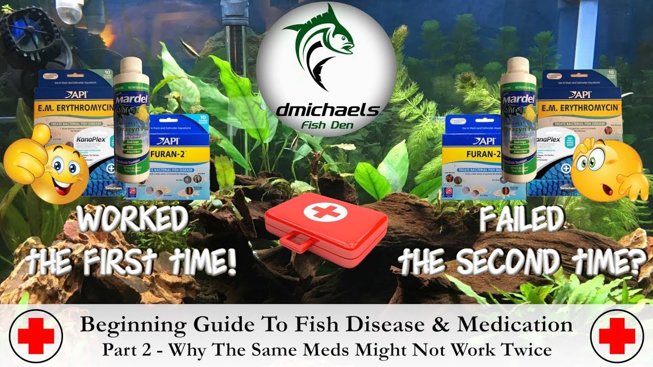 Beginning Guide To Fish Disease & Medication - Part 2 - Why The Same ...
