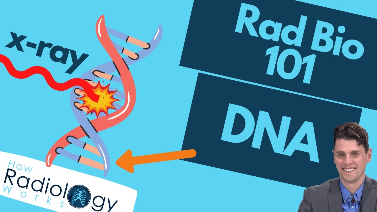 Single vs Double strand DNA Breaks (Rad Bio 101 for Technologists ...