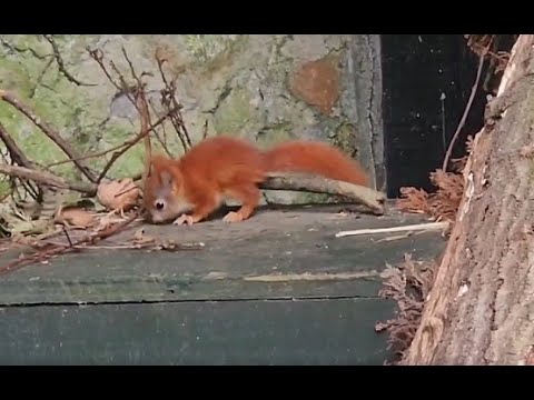 Red Squirrel kit on wobbly legs at Paradise Park in Cornwall - YouTube