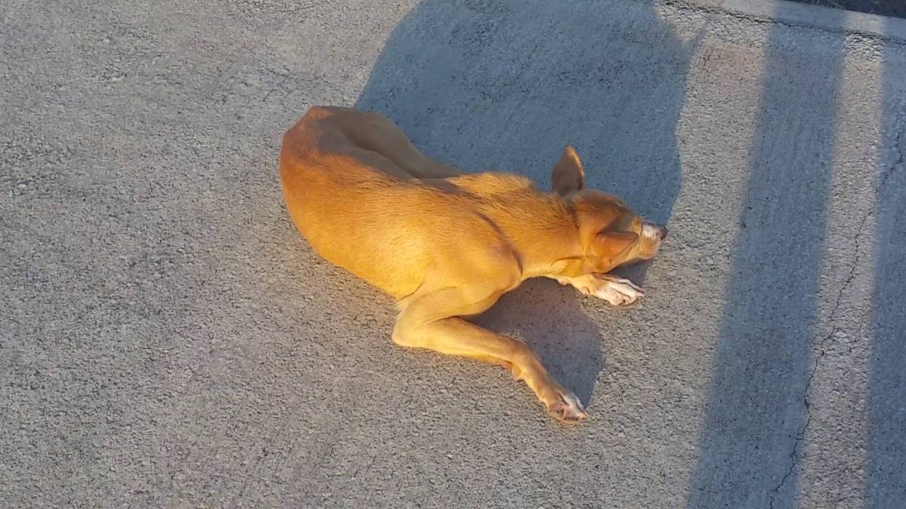 Stray dog in French Guyana - YouTube