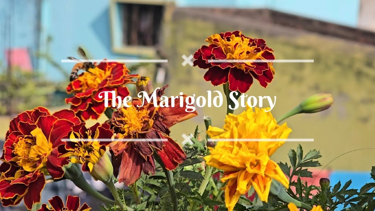 The Marigold Story | GardeningSeries | Optimistic Healing with D and D ...