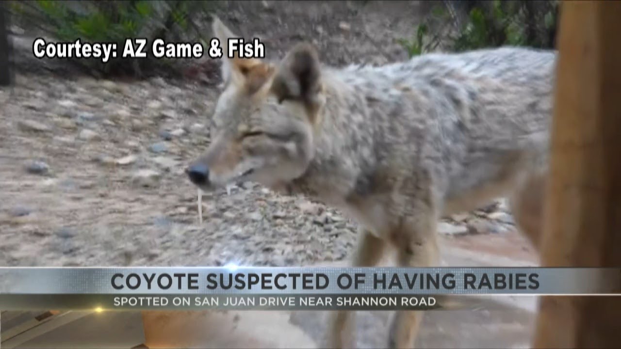 Second coyote suspected of having rabies - YouTube