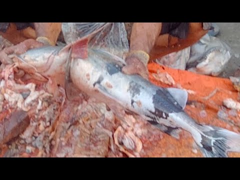 Amazing gaint Bagha air fish cutting &Boal fish cutting wow amazing ...