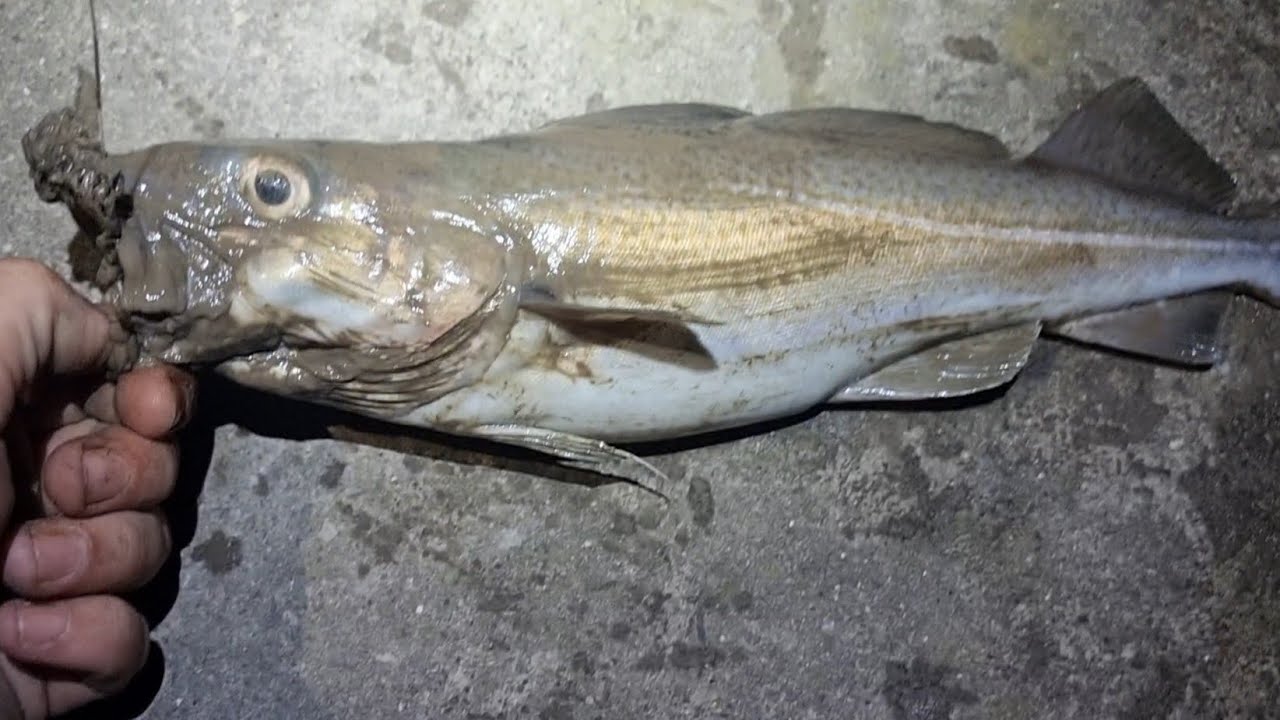 short session at Severn beach on the Bristol channel fishing for cod ...