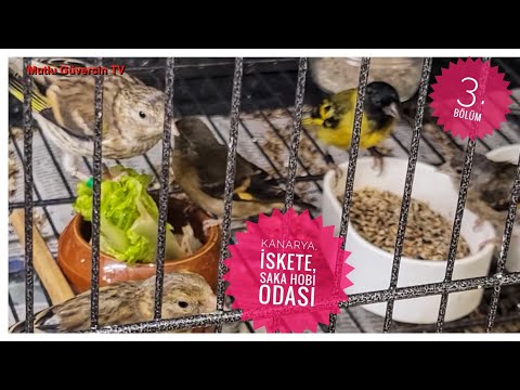 #Kanarya, #İskte, #SAKA  #Üretim Odası Bölüm 3,  My own  #Canary Room